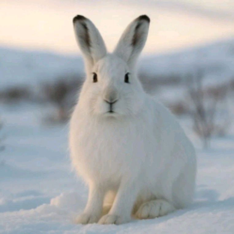 Иконка канала Юный Охотник и Рыболов