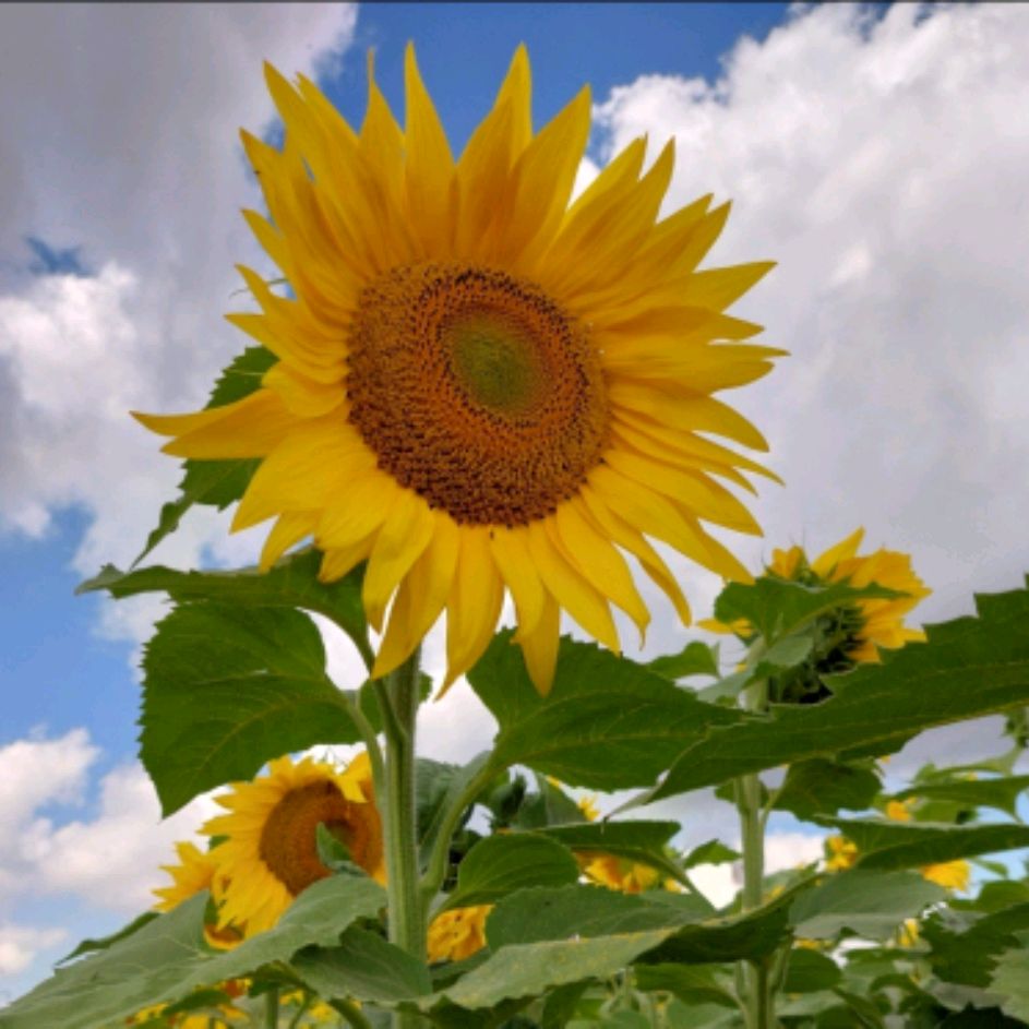 Иконка канала Чернозëм Сад Огород