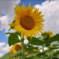 Иконка канала Чернозëм Сад Огород