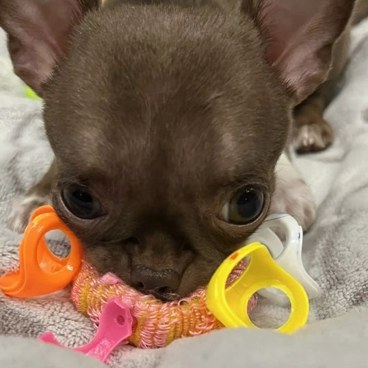 Иконка канала Питомец Бесси Чихуахуа