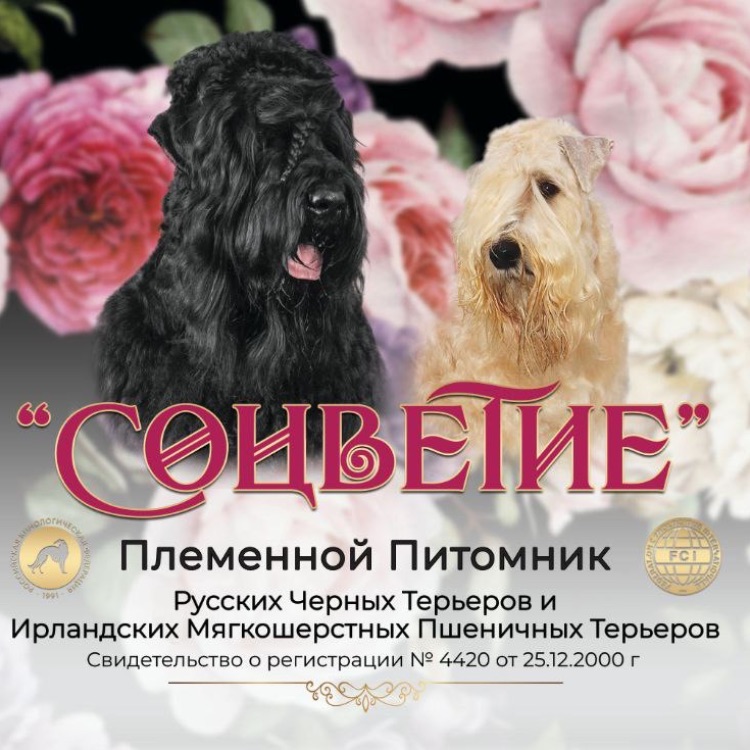 Иконка канала Питомник «Соцветие»