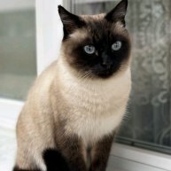 Иконка канала catser03