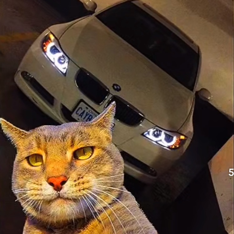 Иконка канала Собака собака собака ее