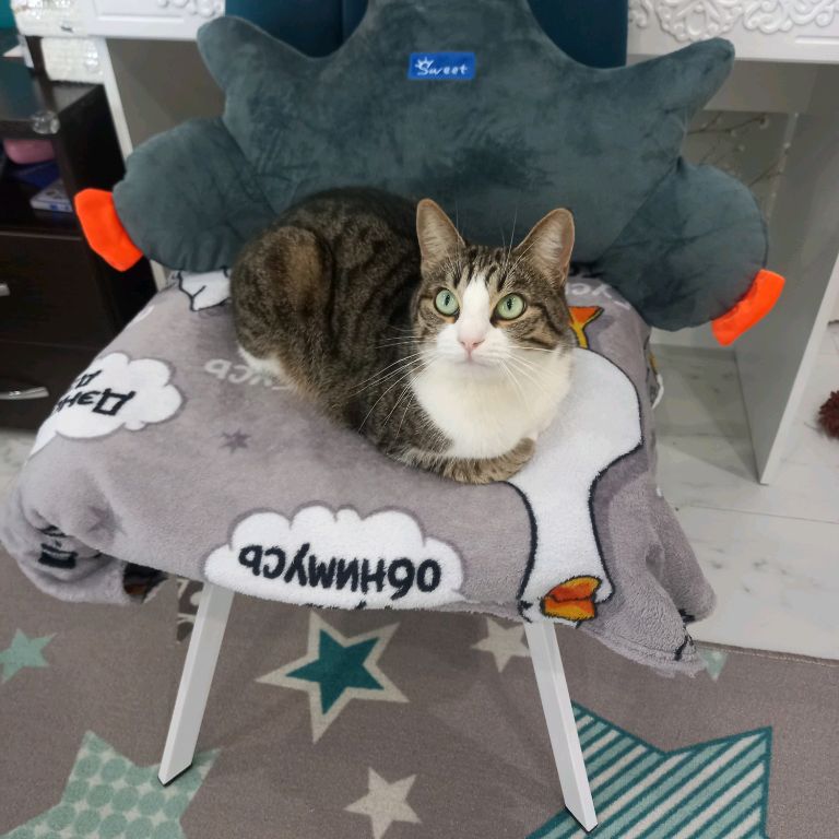 Иконка канала Лапки и усы: истории кошечки Мяты