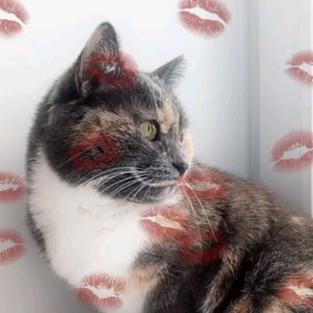 Иконка канала 𝘾𝘼𝙏. MaSuMiK💗