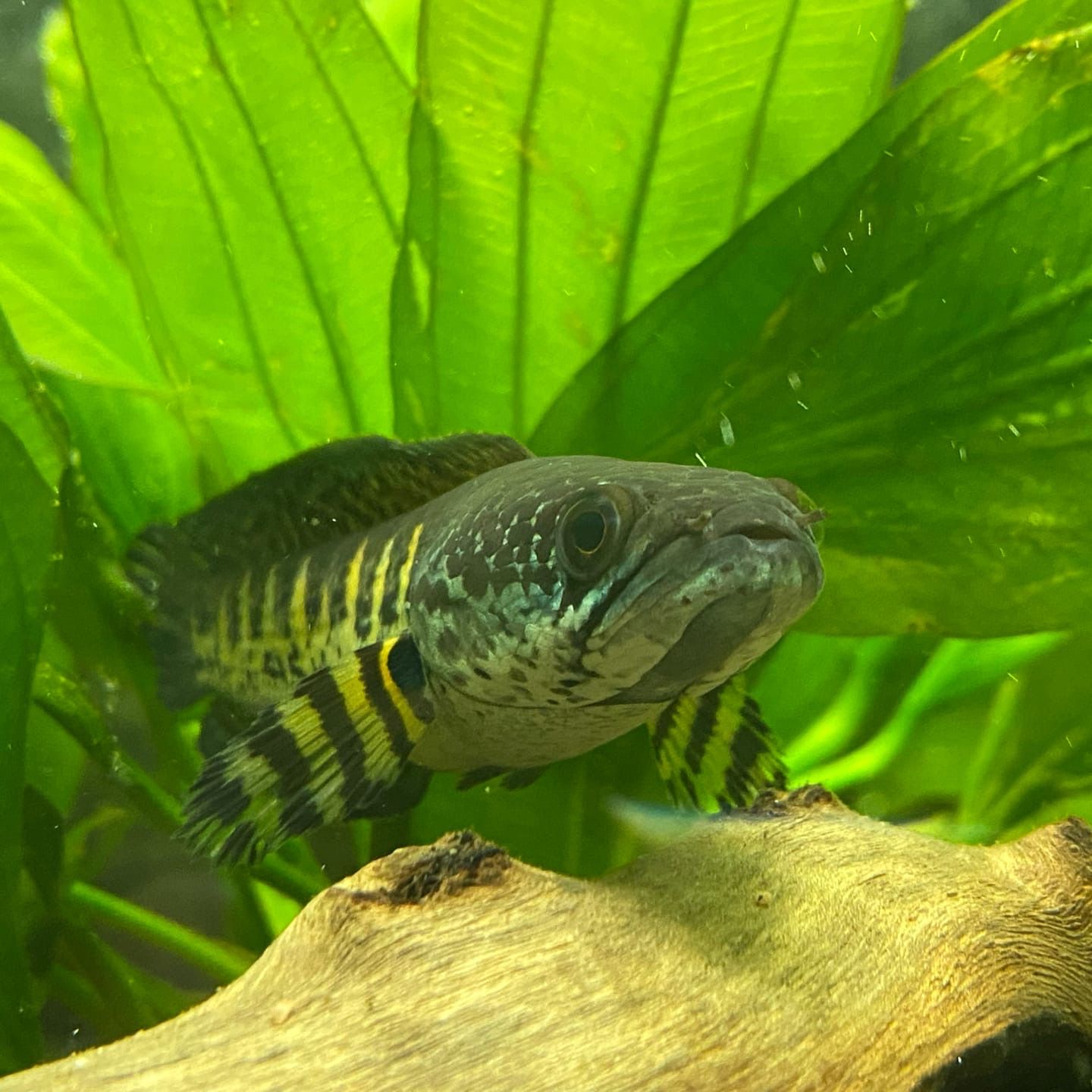 Иконка канала Ryblyandiya