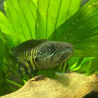 Иконка канала Ryblyandiya