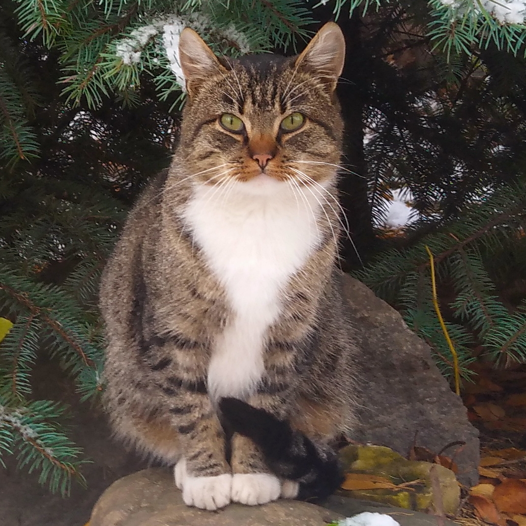 Иконка канала Smith Cats