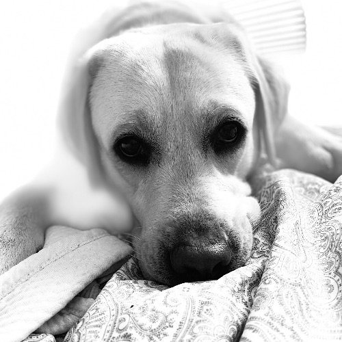 Иконка канала Fannie_Dreams&Stories