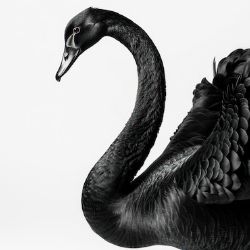 Иконка канала Black Swan