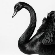 Иконка канала Black Swan