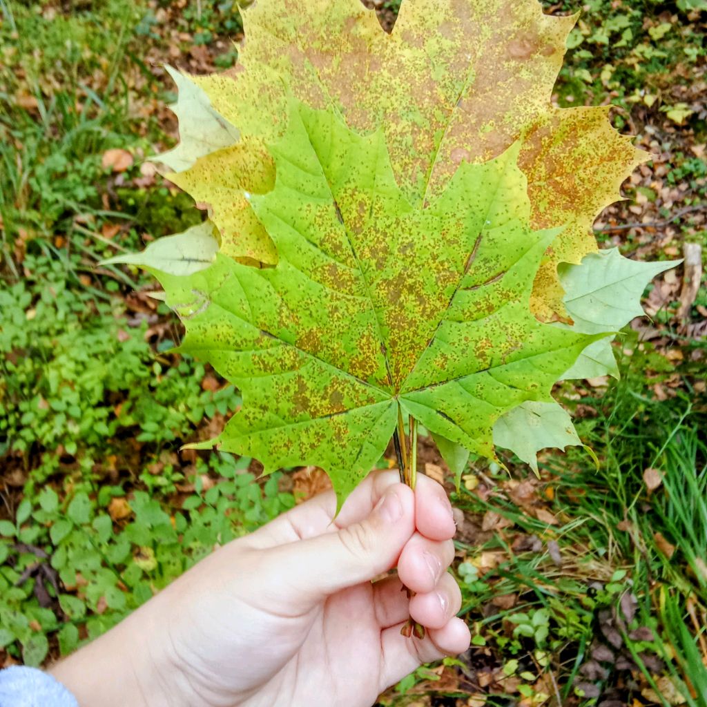 Иконка канала Березин Семён и весёлые Горки