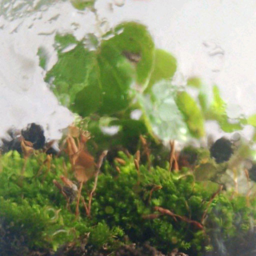 Иконка канала Наблюдение Сани 🌿