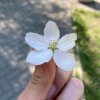 Иконка канала 🥰 цветочек 🥰