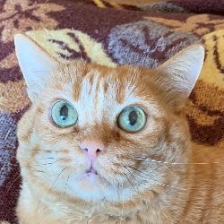 Иконка канала winti