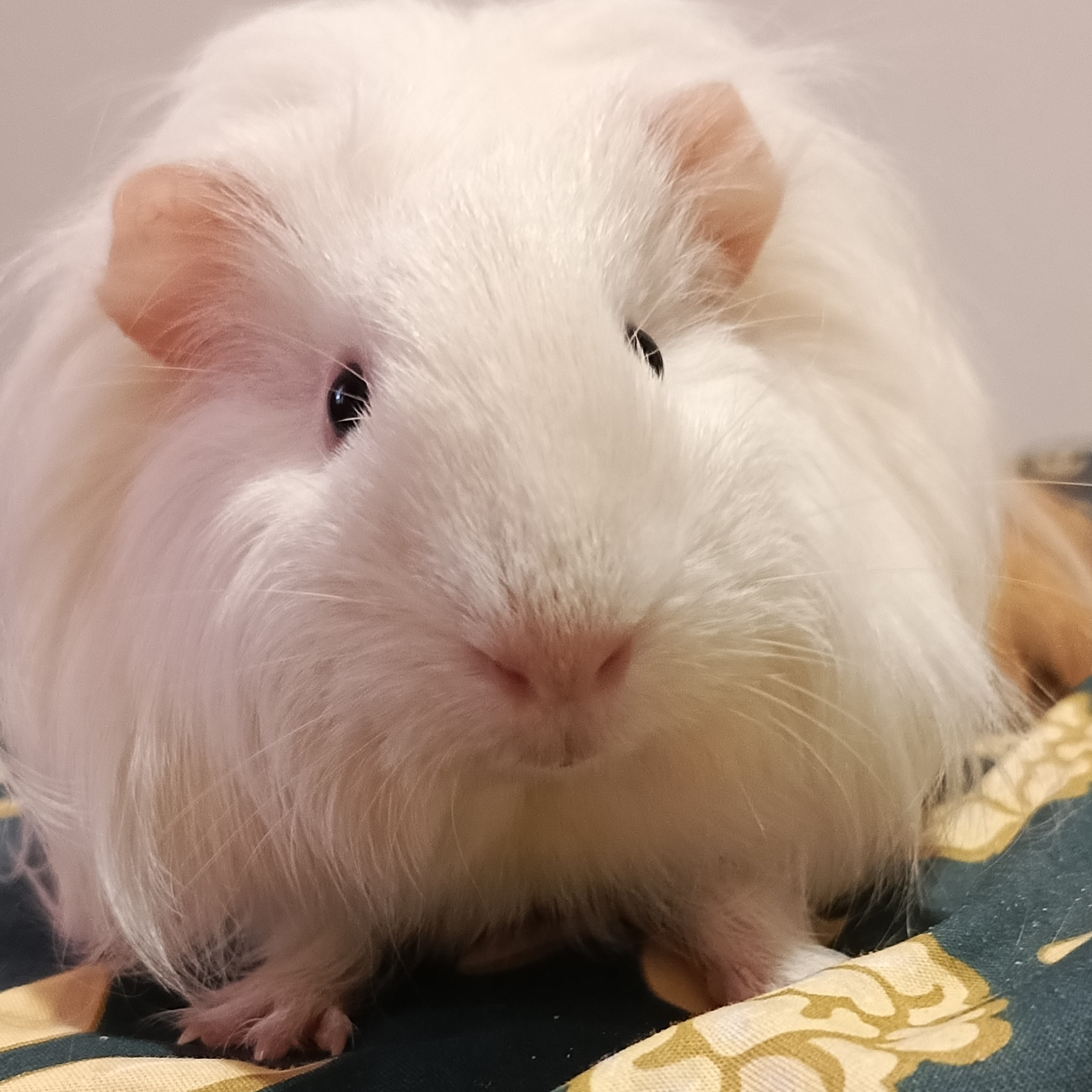 Иконка канала Морская свинка