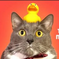 Иконка канала Чебупель утка KUBOOM//КУБУМ