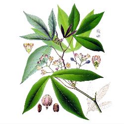 Иконка канала Викиботаника