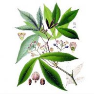 Иконка канала Викиботаника