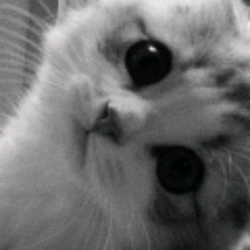 Иконка канала Dima "Котик"