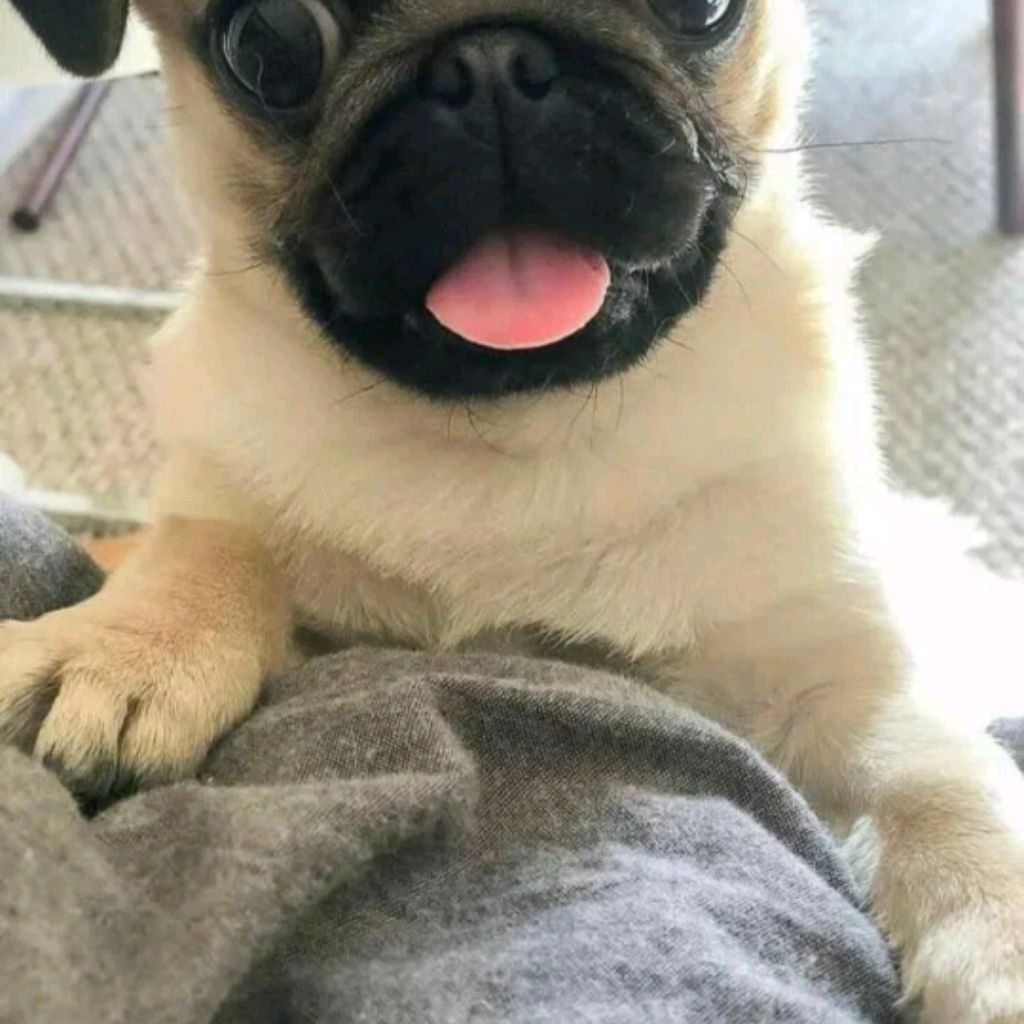 Иконка канала МОПС ТВ🐶