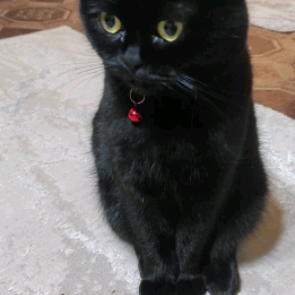 Иконка канала Милый Кот Маша 🐈⬛