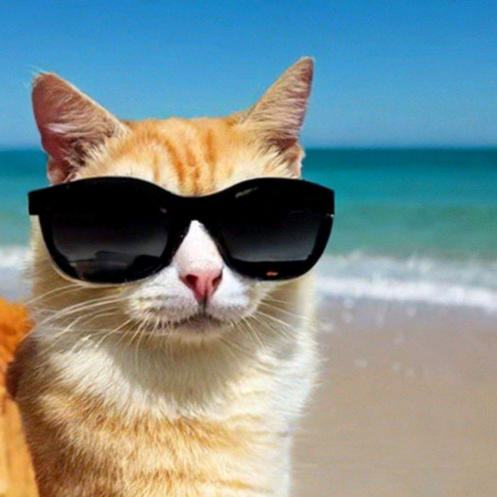 Иконка канала гусь Василий