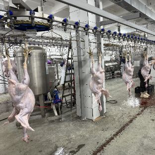 Иконка канала ТрейдМаш-оборудование для убоя и переработки птицы