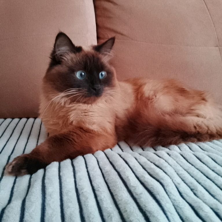 Иконка канала Тимоха куп