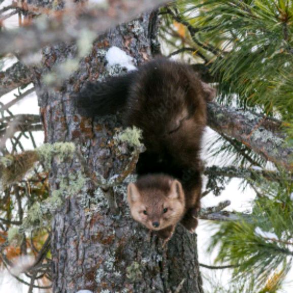 Иконка канала Таёжные из Сибири