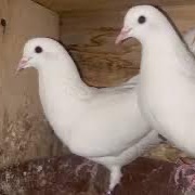 Иконка канала Бакинские бойные голуби