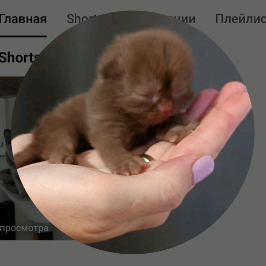 Иконка канала SeLena s Noble