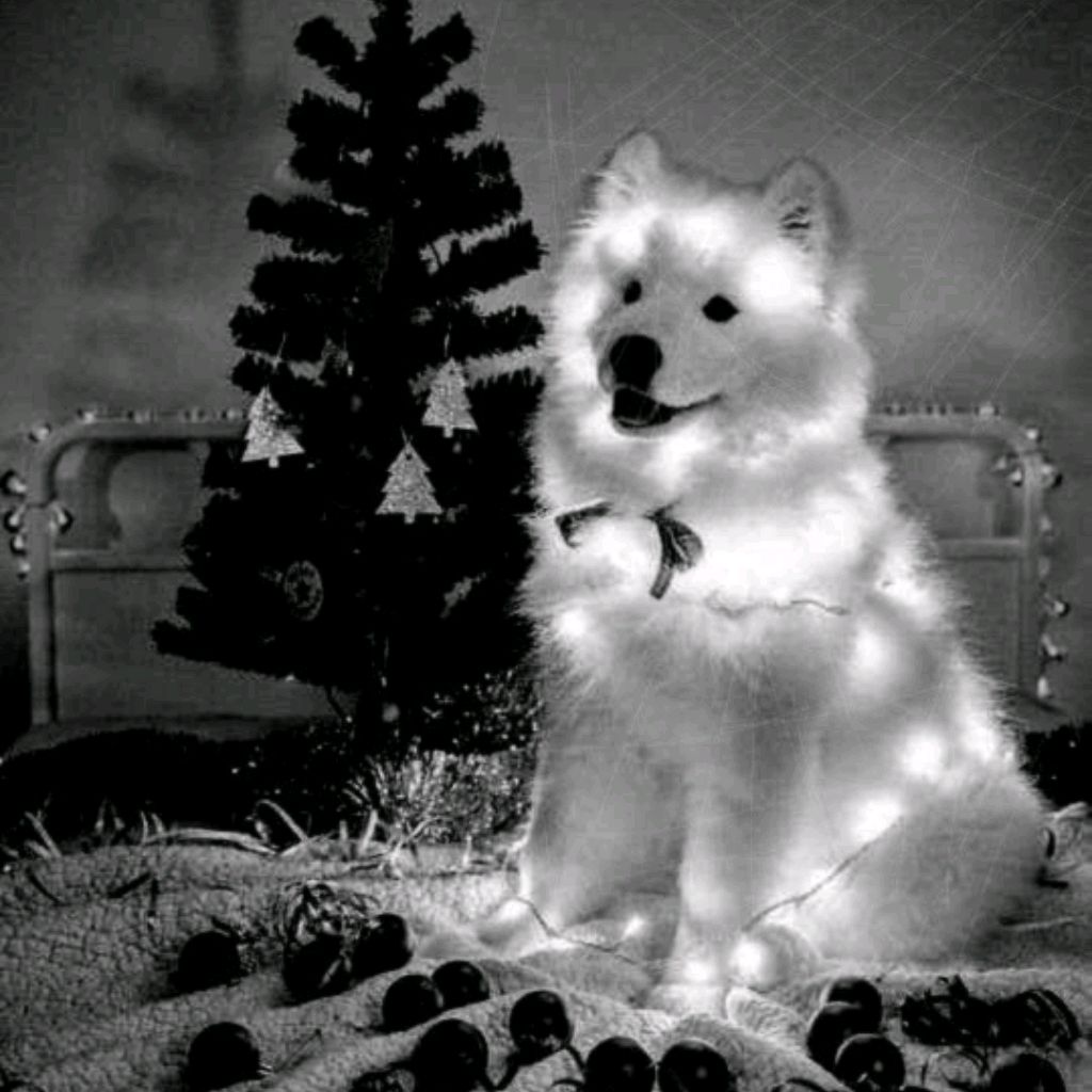 Иконка канала Black Dog