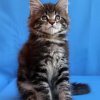 Иконка канала Серый Котик