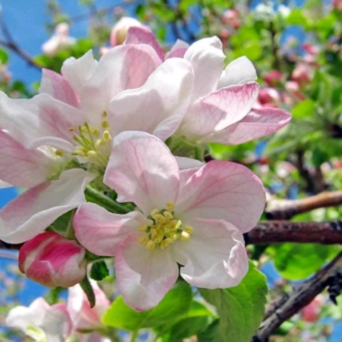 Иконка канала Милана Королёва