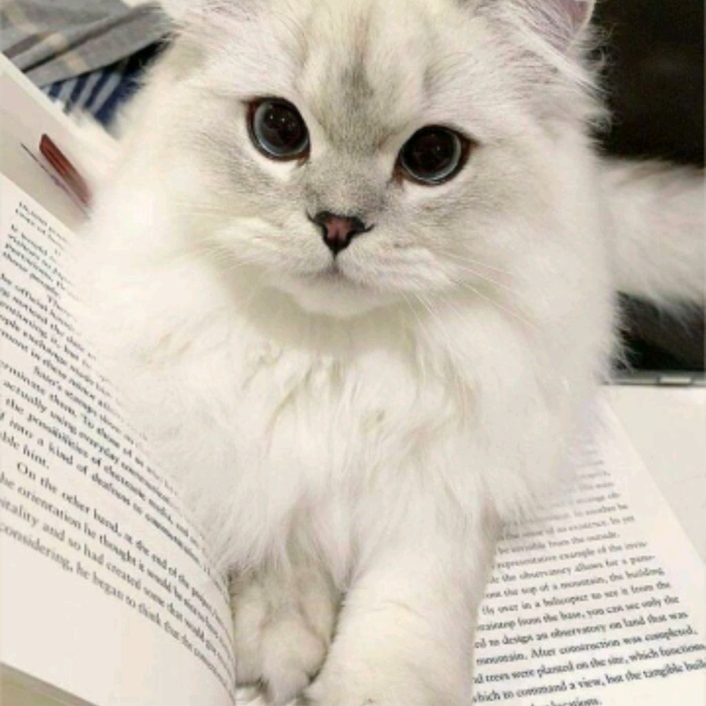 Иконка канала Емози Кет