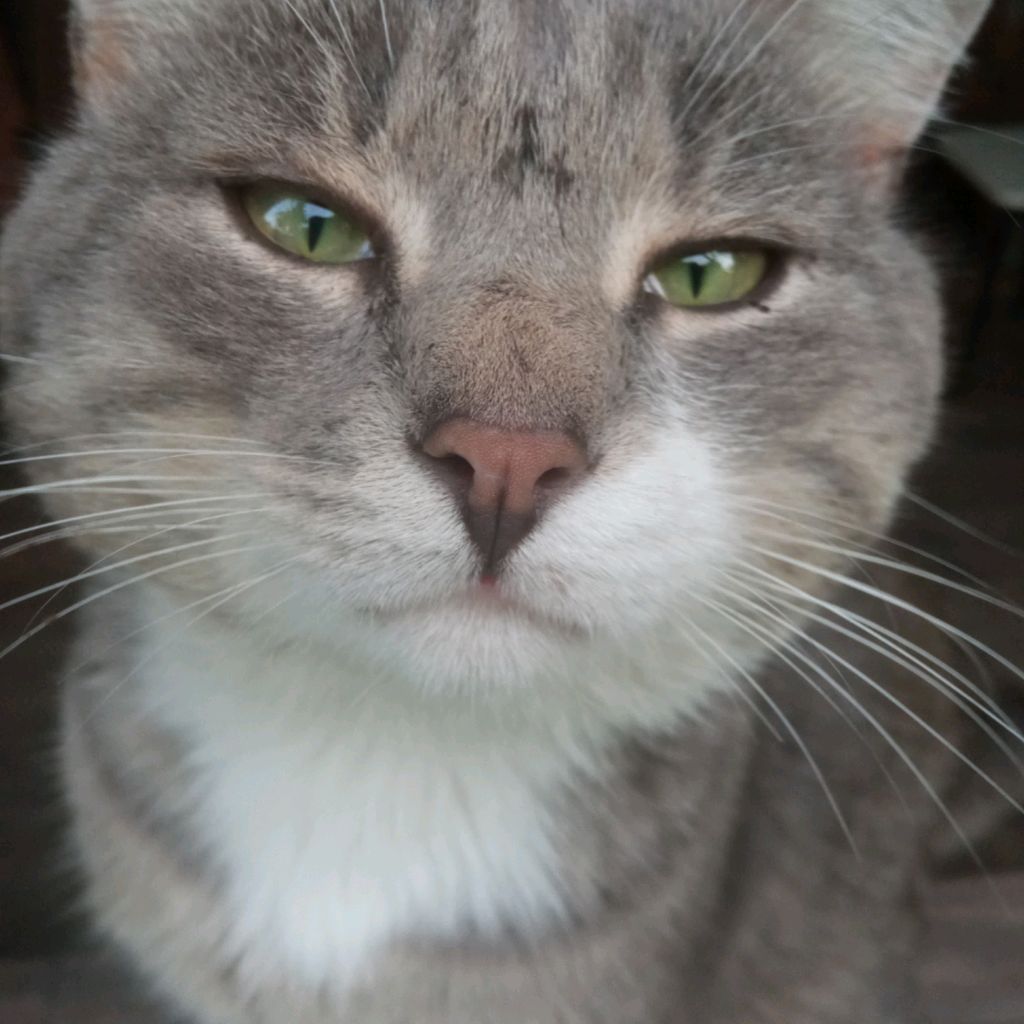 Иконка канала Кот Барси.