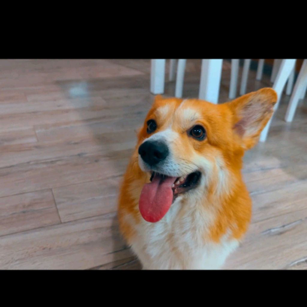 Иконка канала Корги коржие