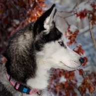 Иконка канала Капа - Хаски