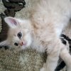 Иконка канала Ренатик и Мишка