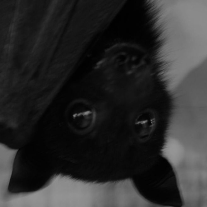 Иконка канала 🔪🦇Страшные Истории🦇🔪