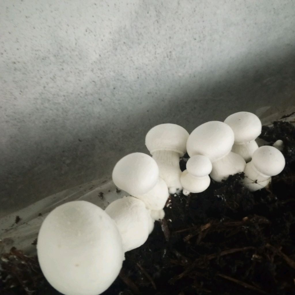 Иконка канала Karol champignons