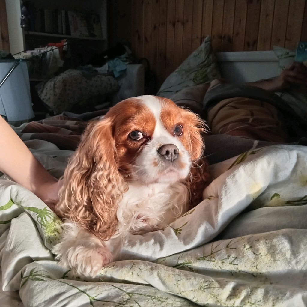 Иконка канала Супер Весёлый Пёпсель