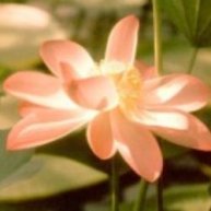 Иконка канала Sattva Studio