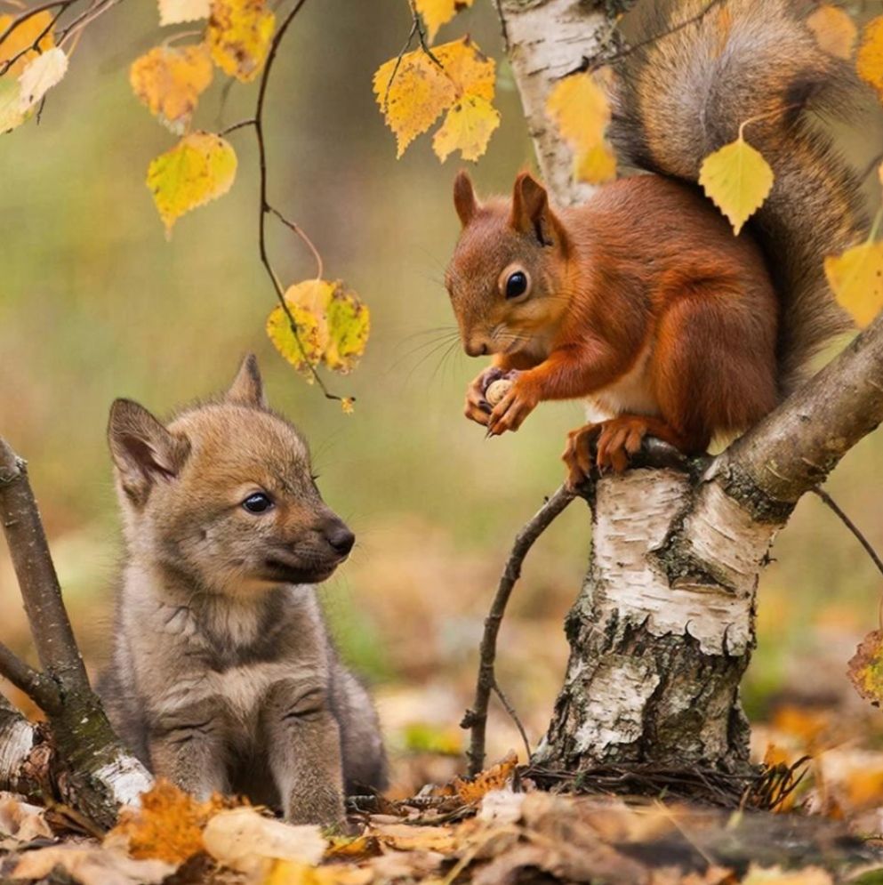Иконка канала Тимка и Белка