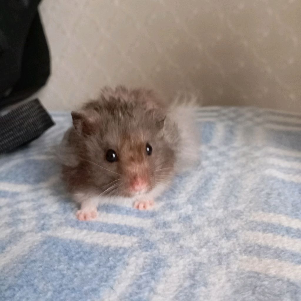 Иконка канала Хомяк Адольфик