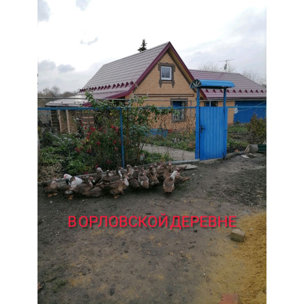 Иконка канала В ОРЛОВСКОЙ ДЕРЕВНЕ