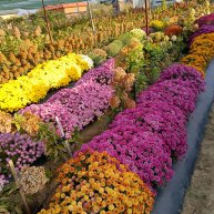 Иконка канала Саженцы Хризантемы