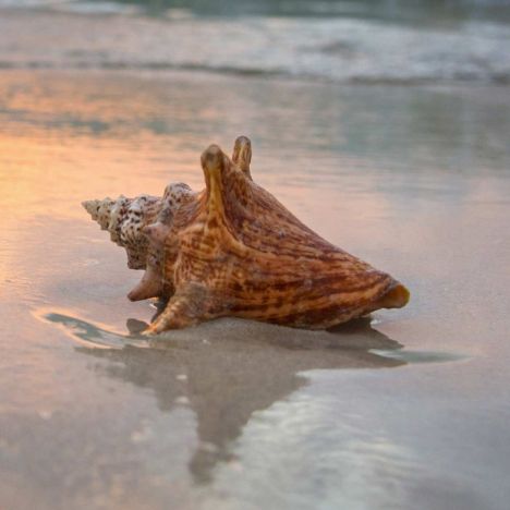 Иконка канала София