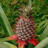 Иконка канала злой ананас 🍍